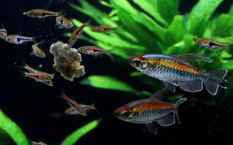Ember Tetras 101: The Complete Guide to Happy Aquarium Fish!