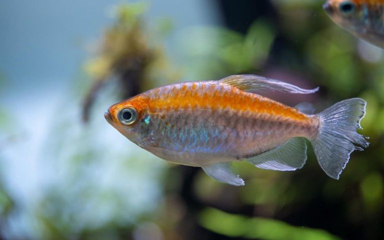 Ember Tetras 101: The Complete Guide to Happy Aquarium Fish!