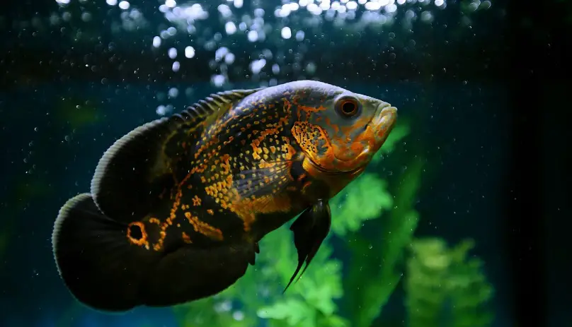Best Oscar Fish Habitat: Aquarium Setup & Care Guide