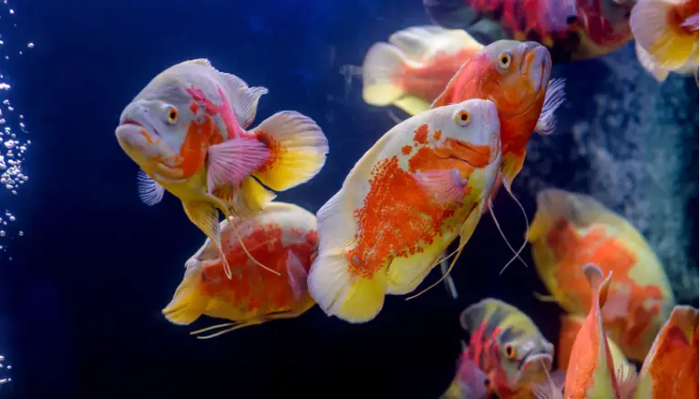 How Fast Do Oscar Fish Grow? Growth Rate & Tank Requirements