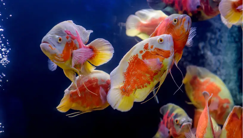 How Fast Do Oscar Fish Grow? Growth Rate & Tank Requirements