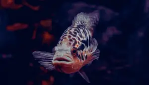 Oscar Fish with Hole in the Head (Causes & Best Treatment)