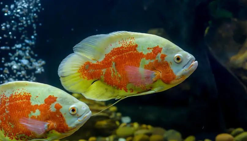 Best Oscar Aquarium Size: Tank Requirements & Setup Guide