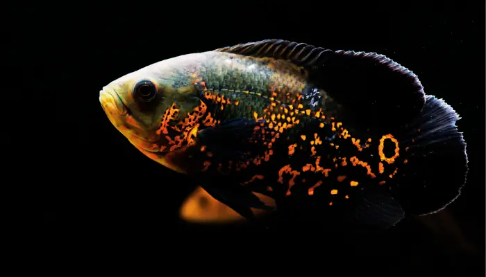 Complete Tiger Oscar Cichlid Guide: Lifespan, Diet & More