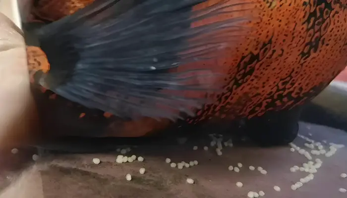 Where Do Oscar Fish Come From! (Origins & Natural Habitat)