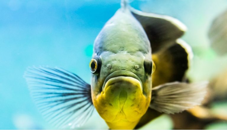 10 Common Oscar Fish Health Problems & How to Treat Them