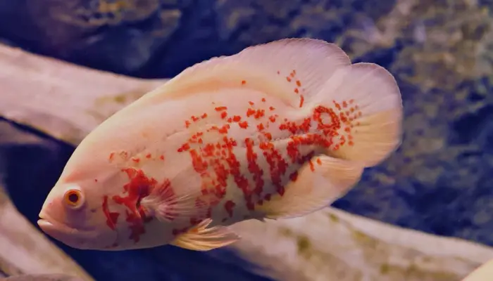 The 7 Best Oscar Fish Breeds for Your Aquarium (Top Picks)