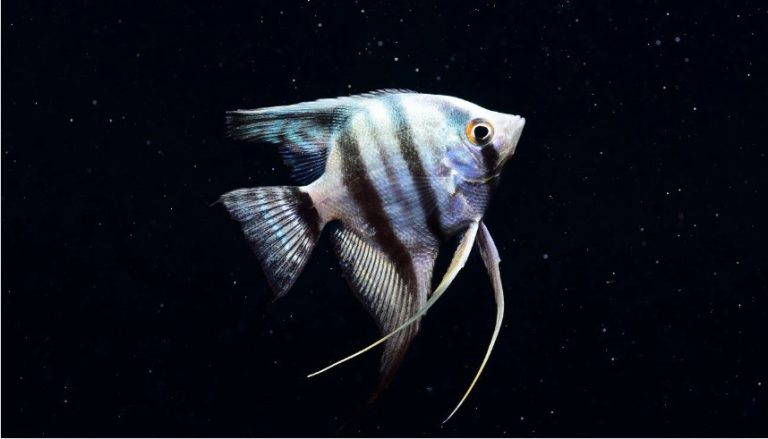 Peruvian Altum Angelfish Care Guide – Habitat & Tank Setup