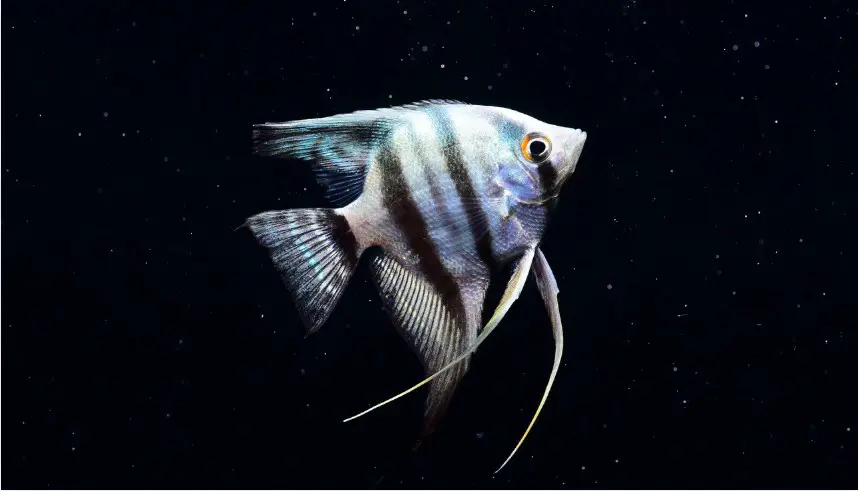 Peruvian Altum Angelfish Care Guide – Habitat & Tank Setup