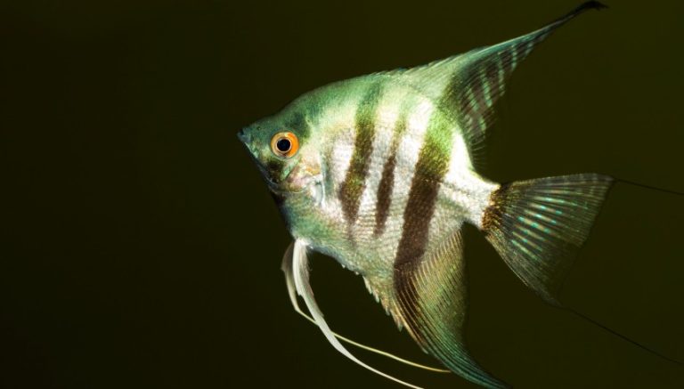 Angelfish Different Types: Stunning Varieties for Your Tank