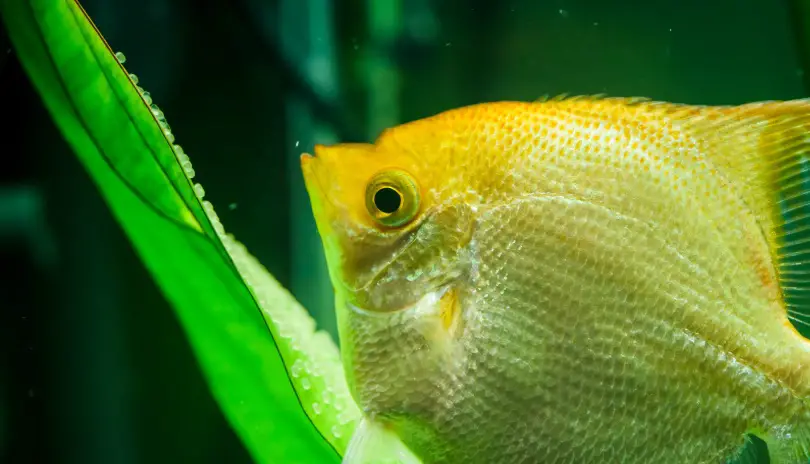 Angelfish Eggs Hatching Time: How Long It Takes & What to Do