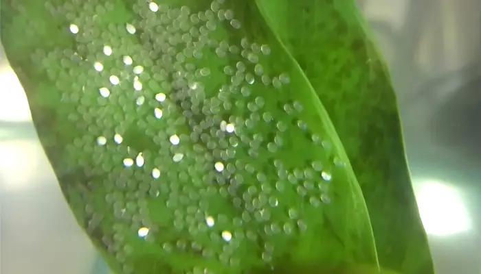Angelfish Eggs Turning White? Common Causes & Prevention