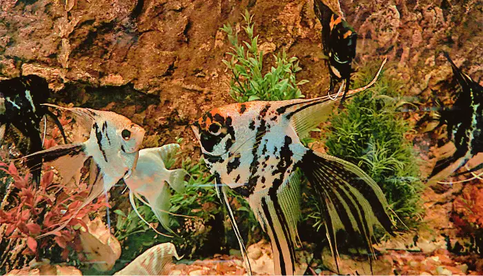 Angelfish Tank Size Guide - Ideal Space for Your Fish
