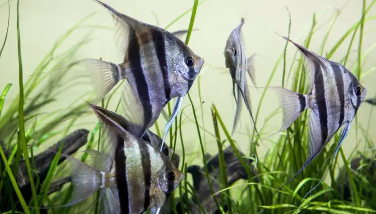 Top 10 Tank Mates for Angelfish: (Safe and Peaceful Choices)
