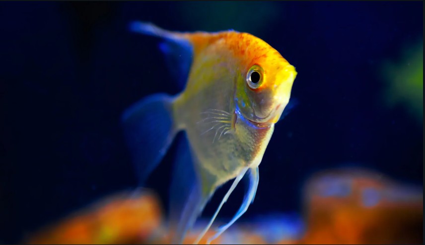 Can Angelfish Live Alone? (Pros & Cons Explained)