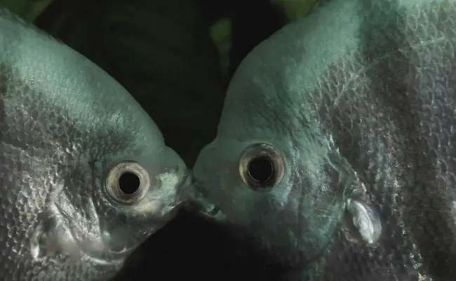 Common Reasons of Angelfish Fighting & How to Stop it