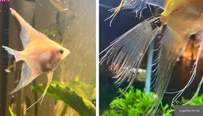 Angelfish Fin Rot Treatment: Step-by-Step Recovery Guide