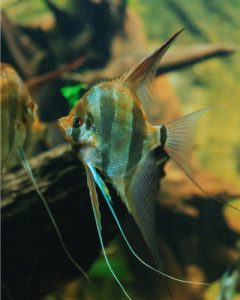 The Complete Guide to Angelfish Tank Setup and Breeding Tips