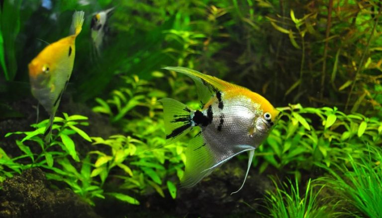 Exploring Angelfish in the Wild: How They Adapt and Survive!