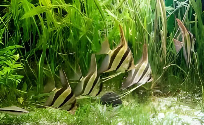 Exploring Angelfish in the Wild: How They Adapt and Survive!