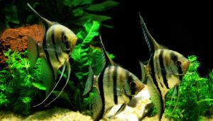 The Complete Guide to Angelfish Tank Setup and Breeding Tips