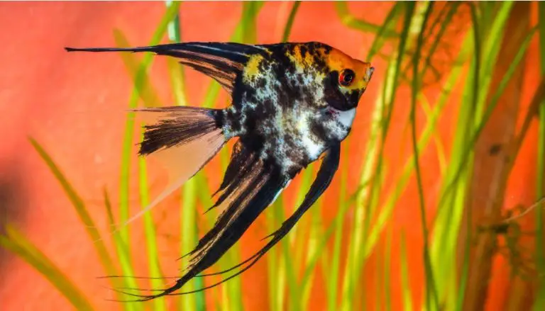 The Complete Guide to Angelfish Tank Setup and Breeding Tips