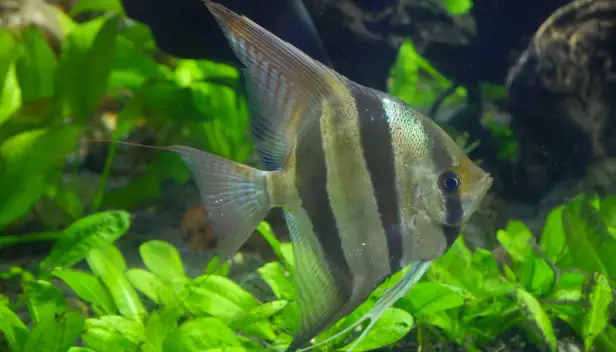 The Complete Guide to Angelfish Tank Setup and Breeding Tips