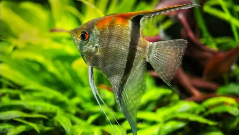 Angelfish pH Levels: Best Water Conditions for Healthy Fish