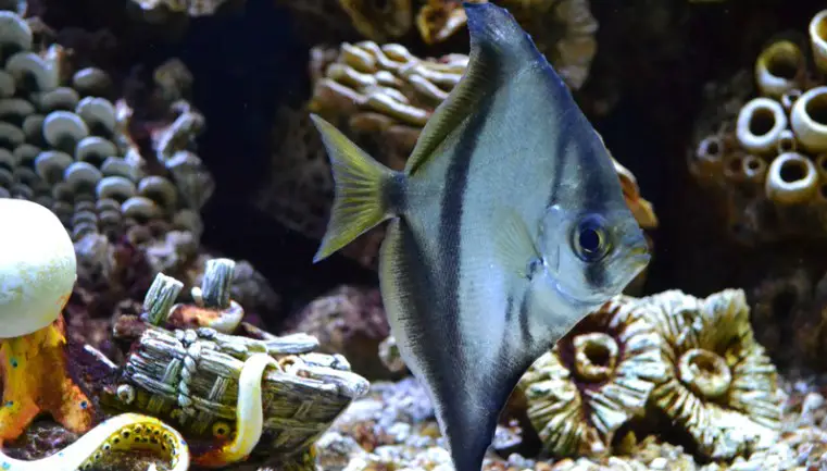 Are Angelfish Saltwater Fish: (Discover Their Ideal Habitat)