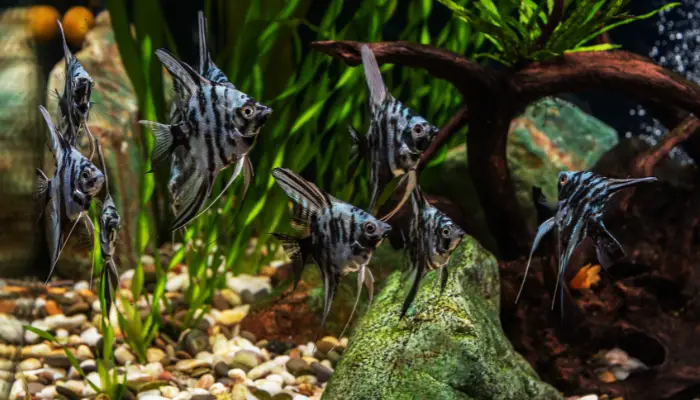 Exploring the Angelfish Natural Habitat: Rivers & Ecosystems