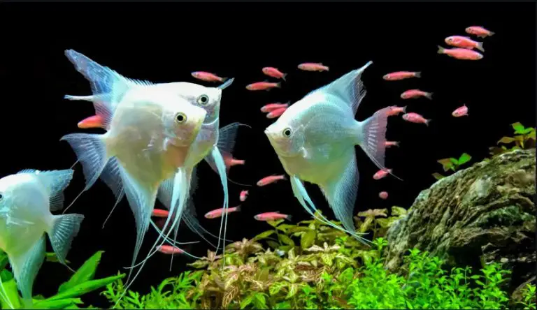 Angelfish Tank Size Guide - Ideal Space for Your Fish