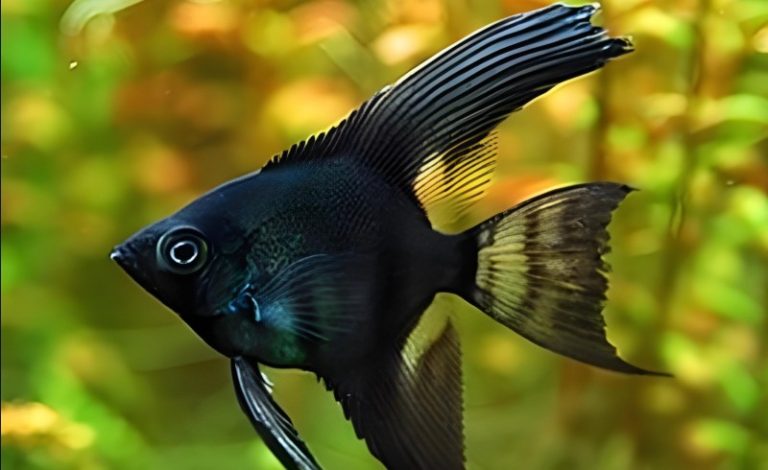 The Angelfish History - Their Origins & Aquarium Journey!