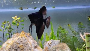 Black Lace Angelfish Care Guide: (Tips for Thriving Angels)