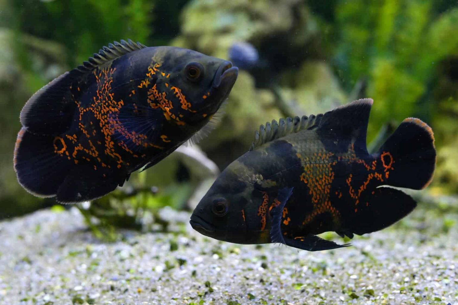 The 7 Best Oscar Fish Breeds for Your Aquarium (Top Picks)