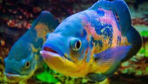 The 7 Best Oscar Fish Breeds for Your Aquarium (Top Picks)