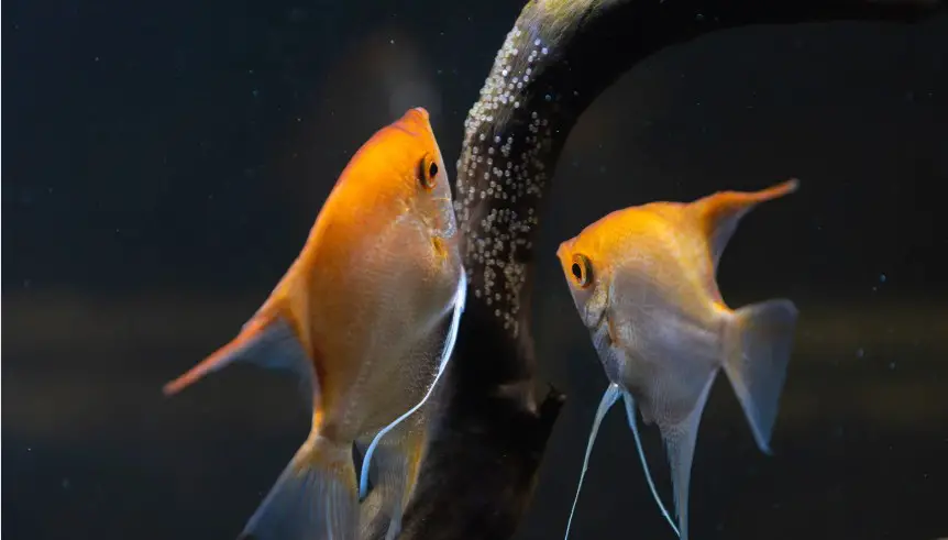 Breeding of Angelfish - A Complete Guide (for Beginners)