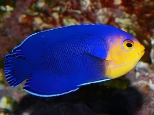 7 Best Reef Safe Angelfish for Your Tank – A Complete Guide