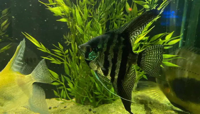 Top 5 Common Angelfish Diseases & How to Cure Them Fast