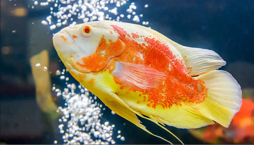 Do Oscar Fish Eat Other Fish: (Understanding Their Behavior)