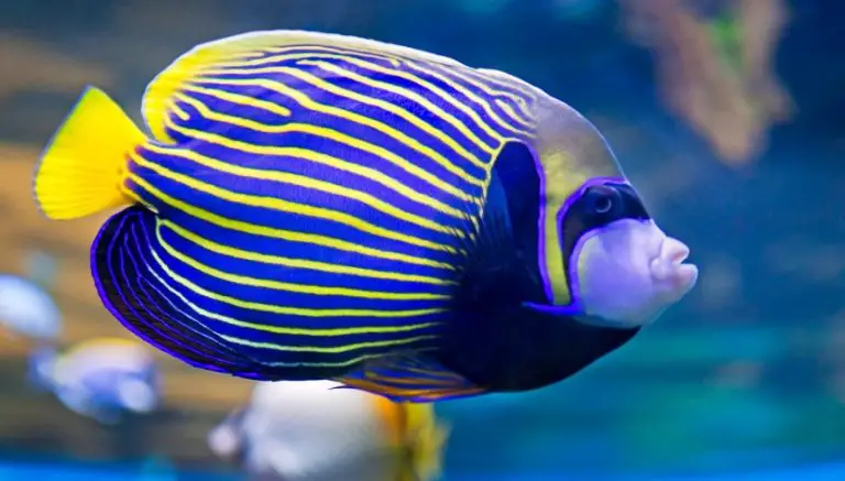 Emperor Angelfish - A Complete Guide for Beginners