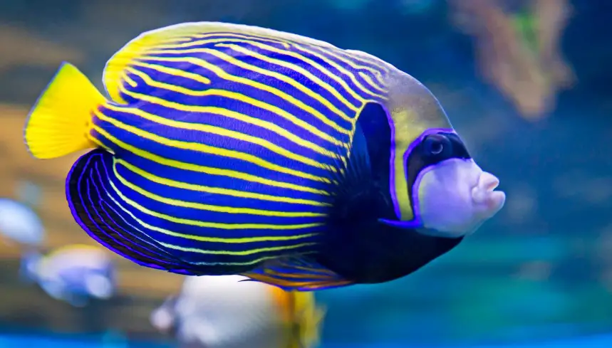 7 Best Reef Safe Angelfish for Your Tank – A Complete Guide