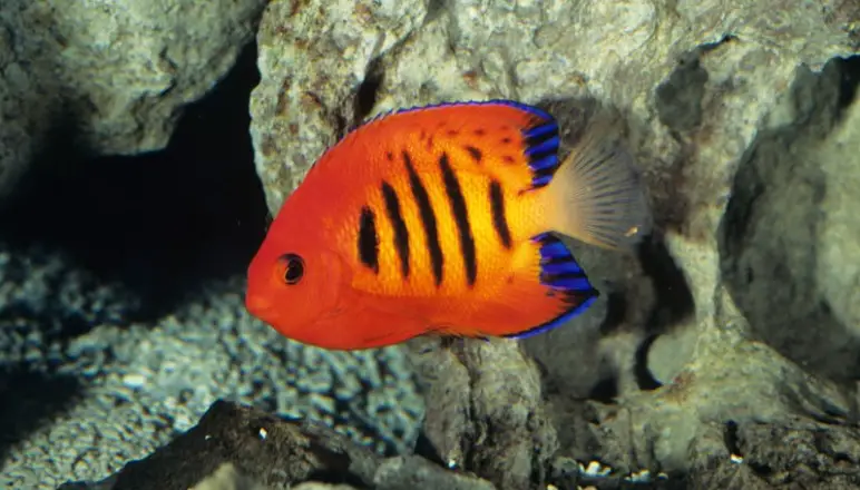 Flame Angelfish - A Captive Bred Fish for Reef Chasers