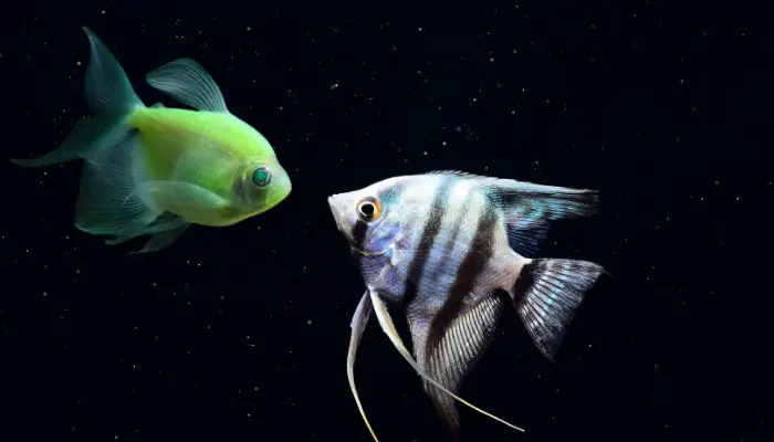 Glofish and Angelfish: Can They Live Together in One Tank?