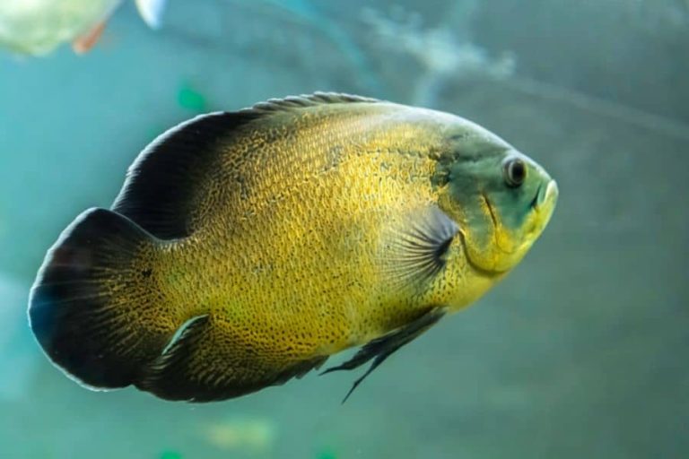 The 7 Best Oscar Fish Breeds for Your Aquarium (Top Picks)