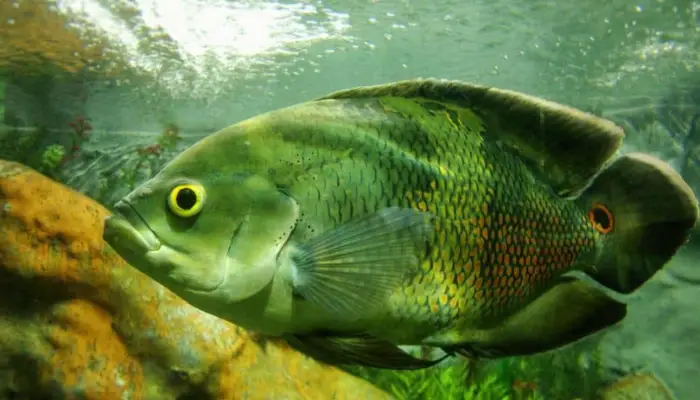 The 7 Best Oscar Fish Breeds for Your Aquarium (Top Picks)