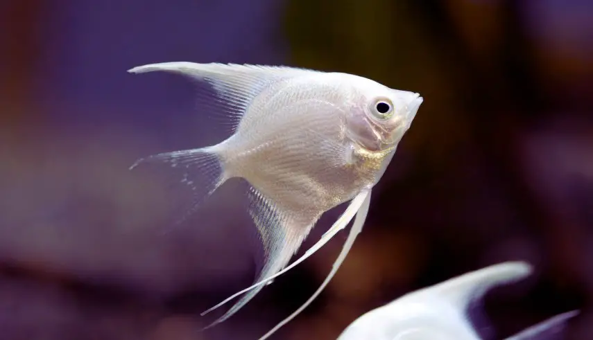 How Big Do Angelfish Get? (Their Maximum Size & Growth)