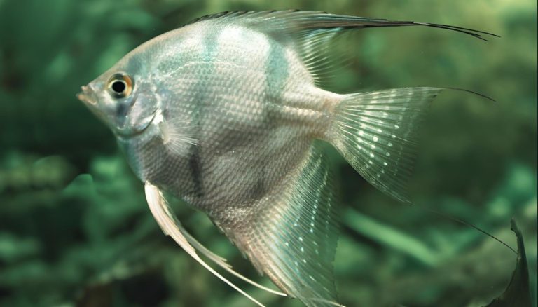 Angelfish Water Temperature: The Ideal Range & Aquarium Tips