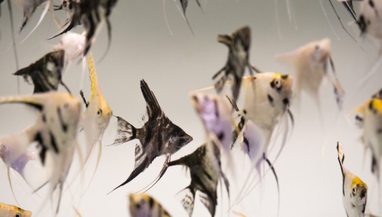 Will Angelfish Eat Other Fish: (What You Need to Know)