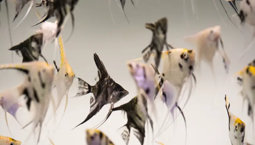 How Many Angelfish in a 75 Gallon Tank (The Right Number)