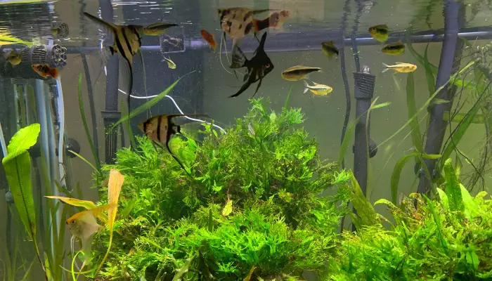 How Many Angelfish in a 75 Gallon Tank (The Right Number)